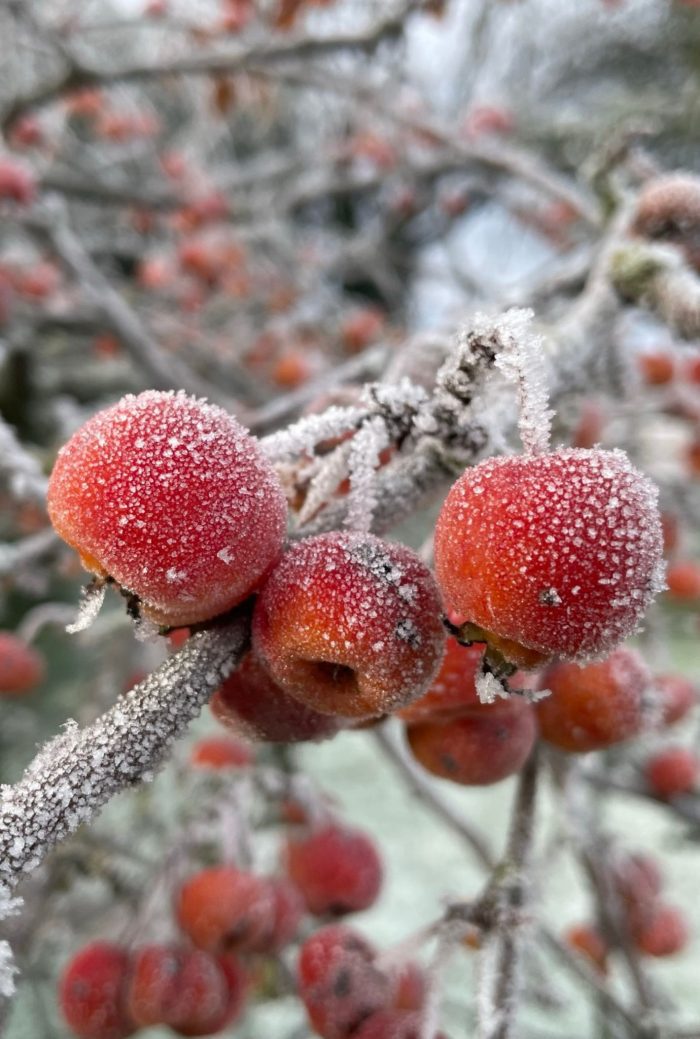 Crab Apple Tree Care Guide: Tips and Tricks - The Gluttonous Gardener
