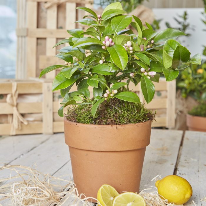 Lemon Tree Care for Beginners - The Gluttonous Gardener