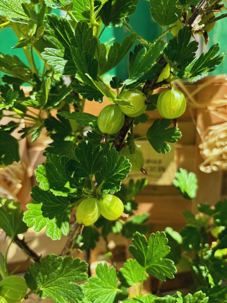 Gooseberry Bush Care Guide: Tips and Tricks - The Gluttonous Gardener