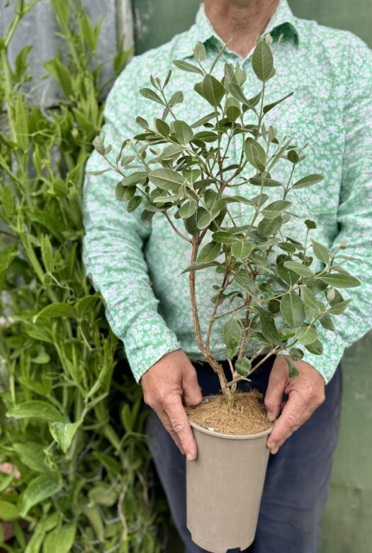 Plant Gift: Unique Feijoa Tree for Garden Lovers - The Gluttonous Gardener