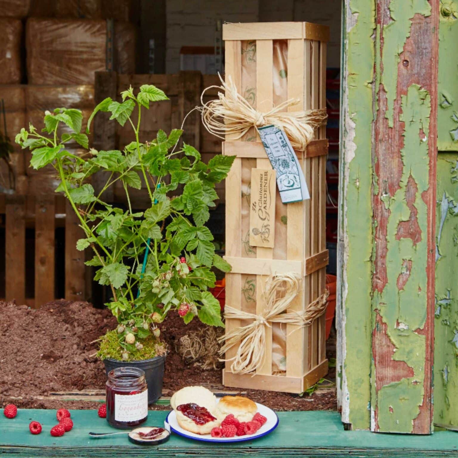 Loganberry Bush Care Guide with Expert Tips - The Gluttonous Gardener