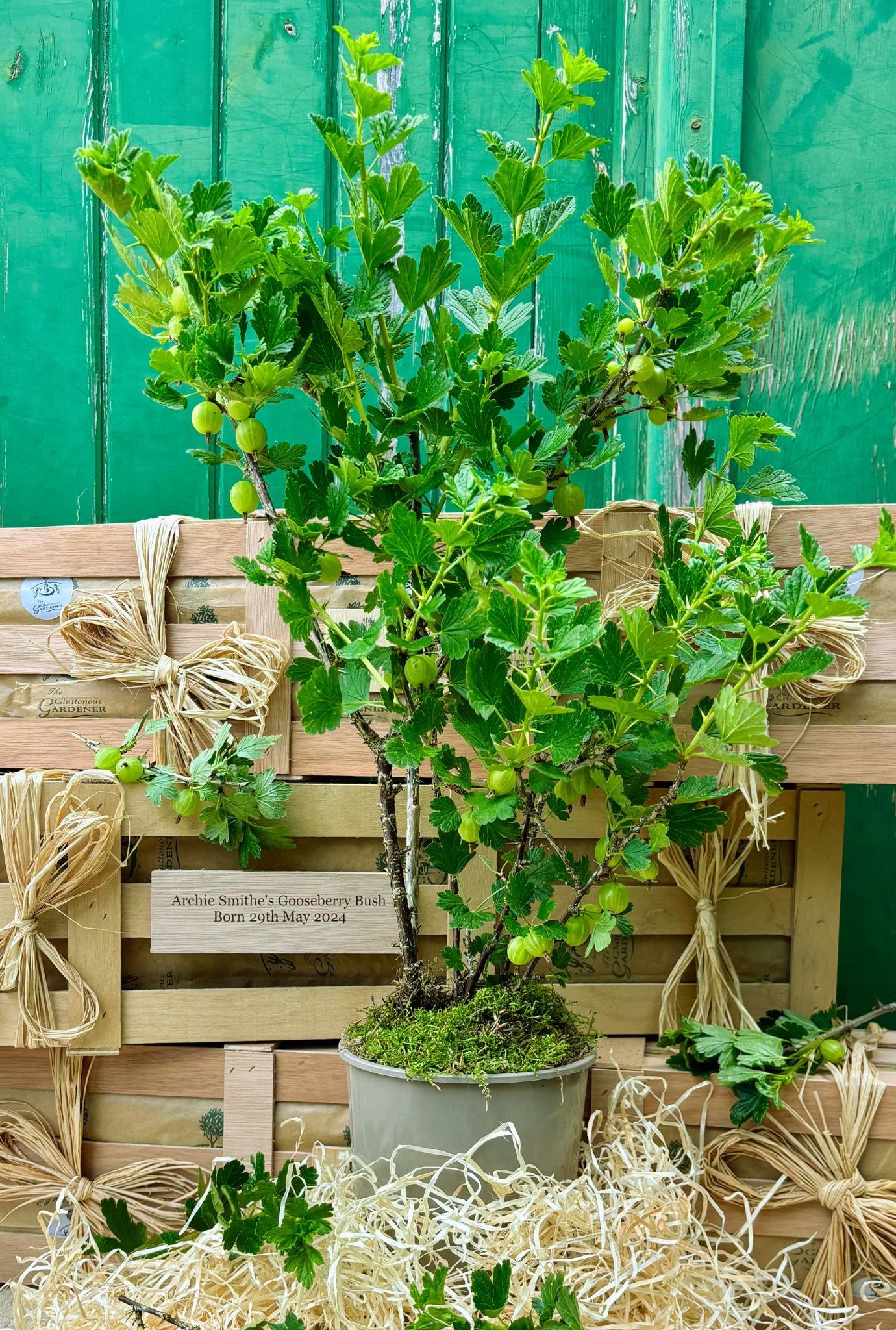 New baby ‘Under the gooseberry bush’ Gift - The Gluttonous Gardener