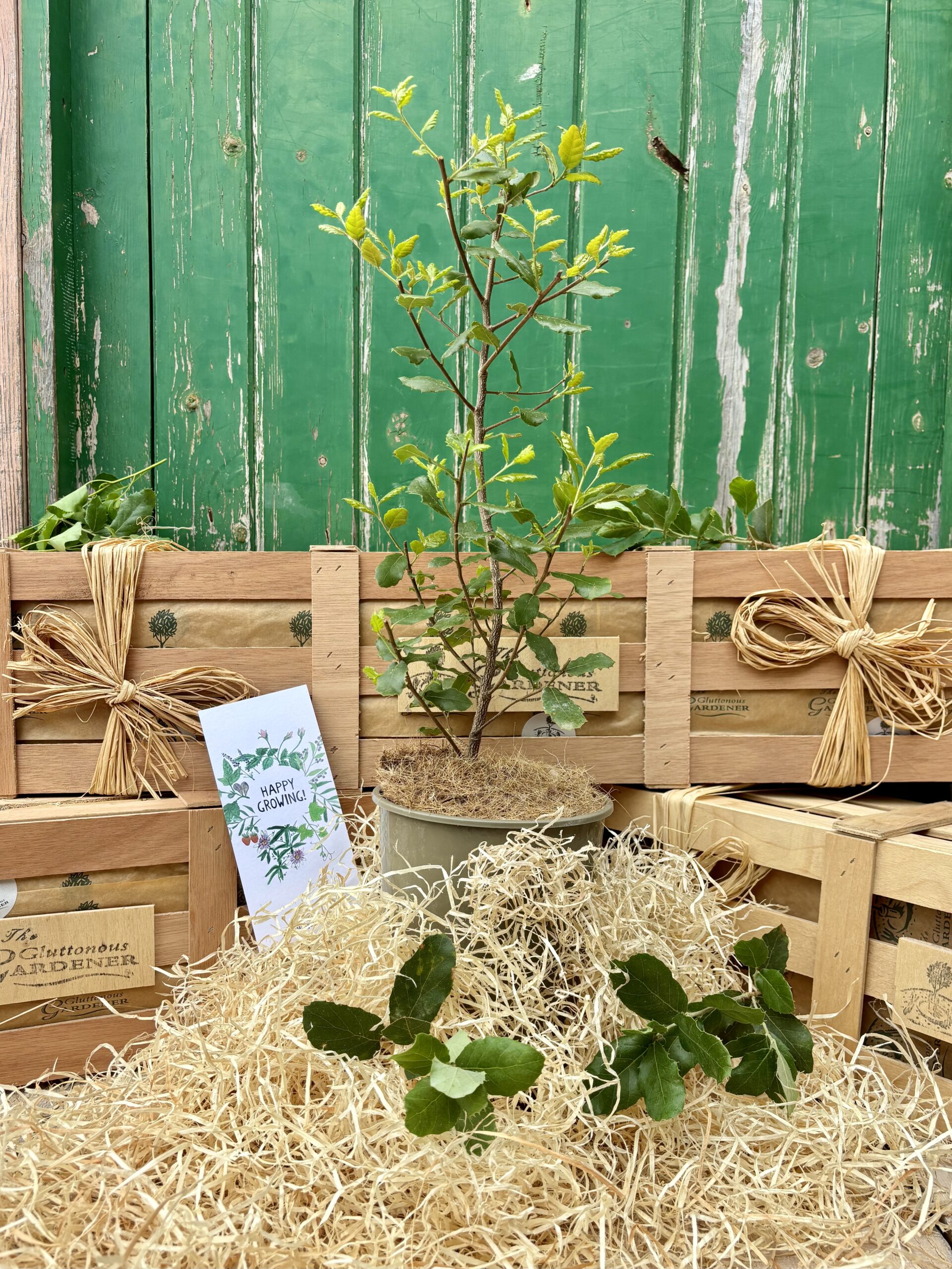 Personalised Remembrance Oak Tree - The Gluttonous Gardener