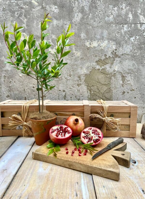 Pomegranate Tree Care: Essential tips and tricks - The Gluttonous Gardener