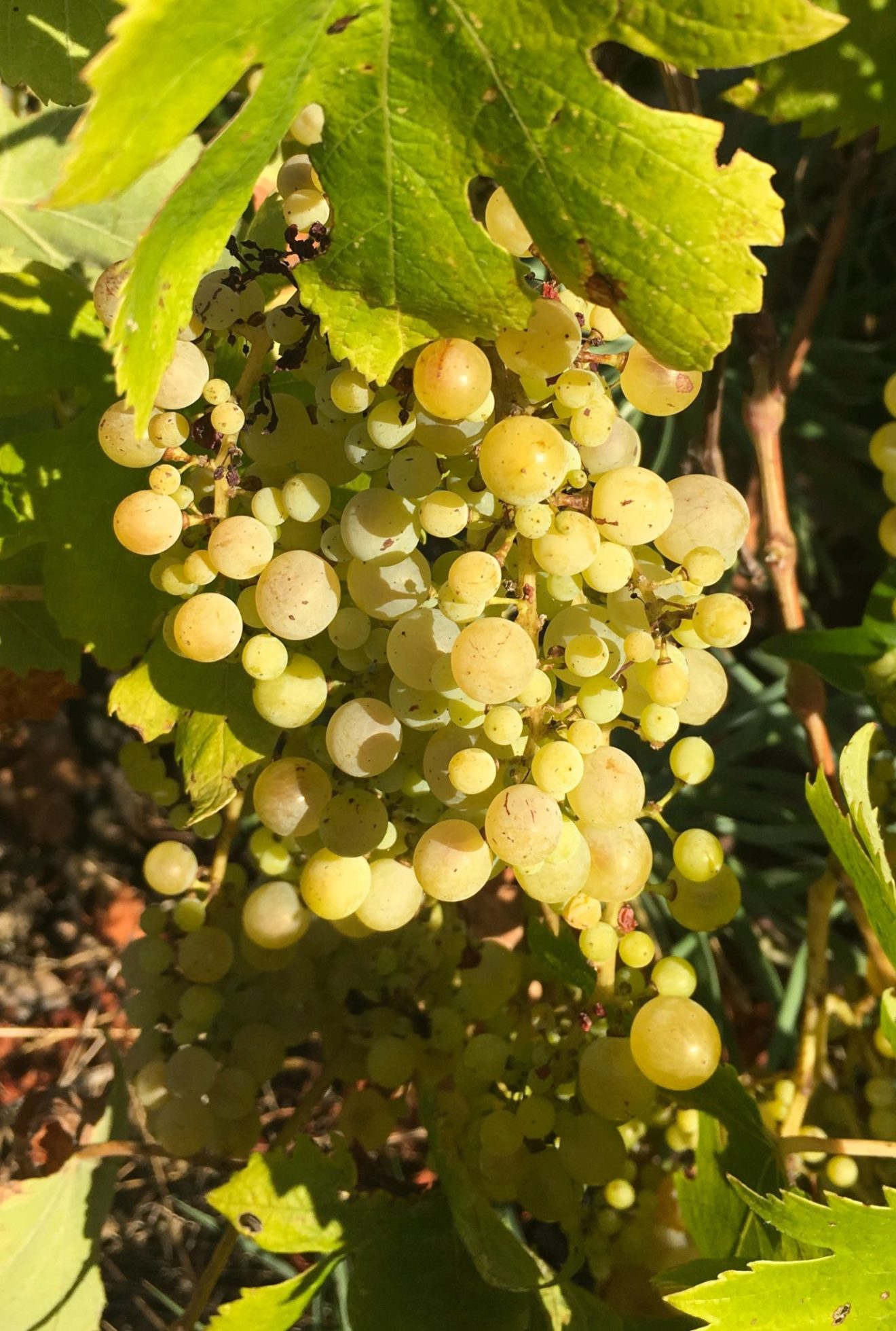 Grape Vine Care Guide: Tips for Healthy Growth - The Gluttonous Gardener