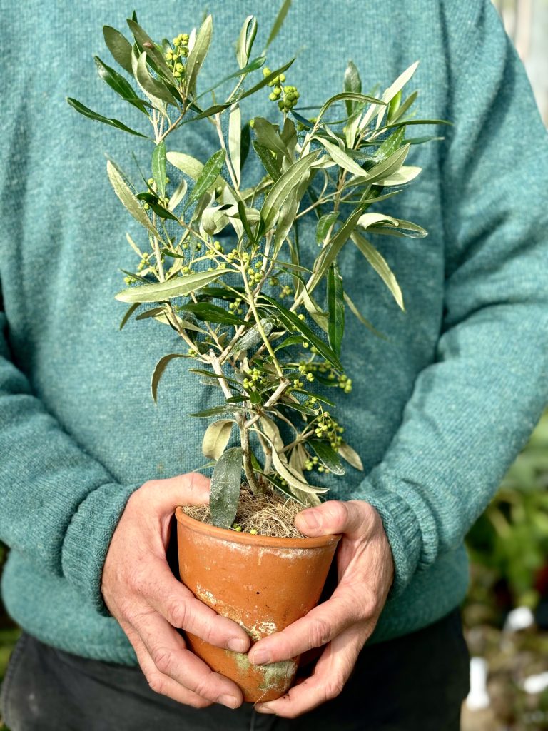 Olive Tree Care Guide - The Gluttonous Gardener