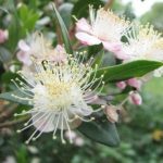 Myrtle Tree - Care Guide - Planting, Watering, Feeding & Pruning
