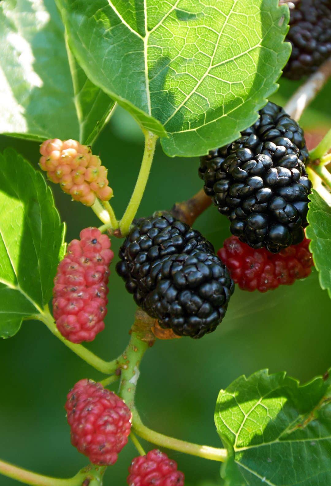 Godfather’s Mulberry Tree Gift - The Gluttonous Gardener - Mulberry ...