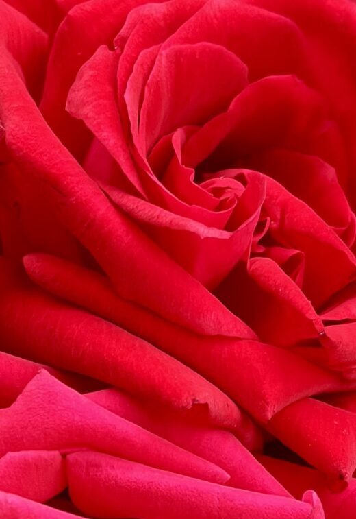 The Ruby Wedding Anniversary Rose Box - The Gluttonous Gardener