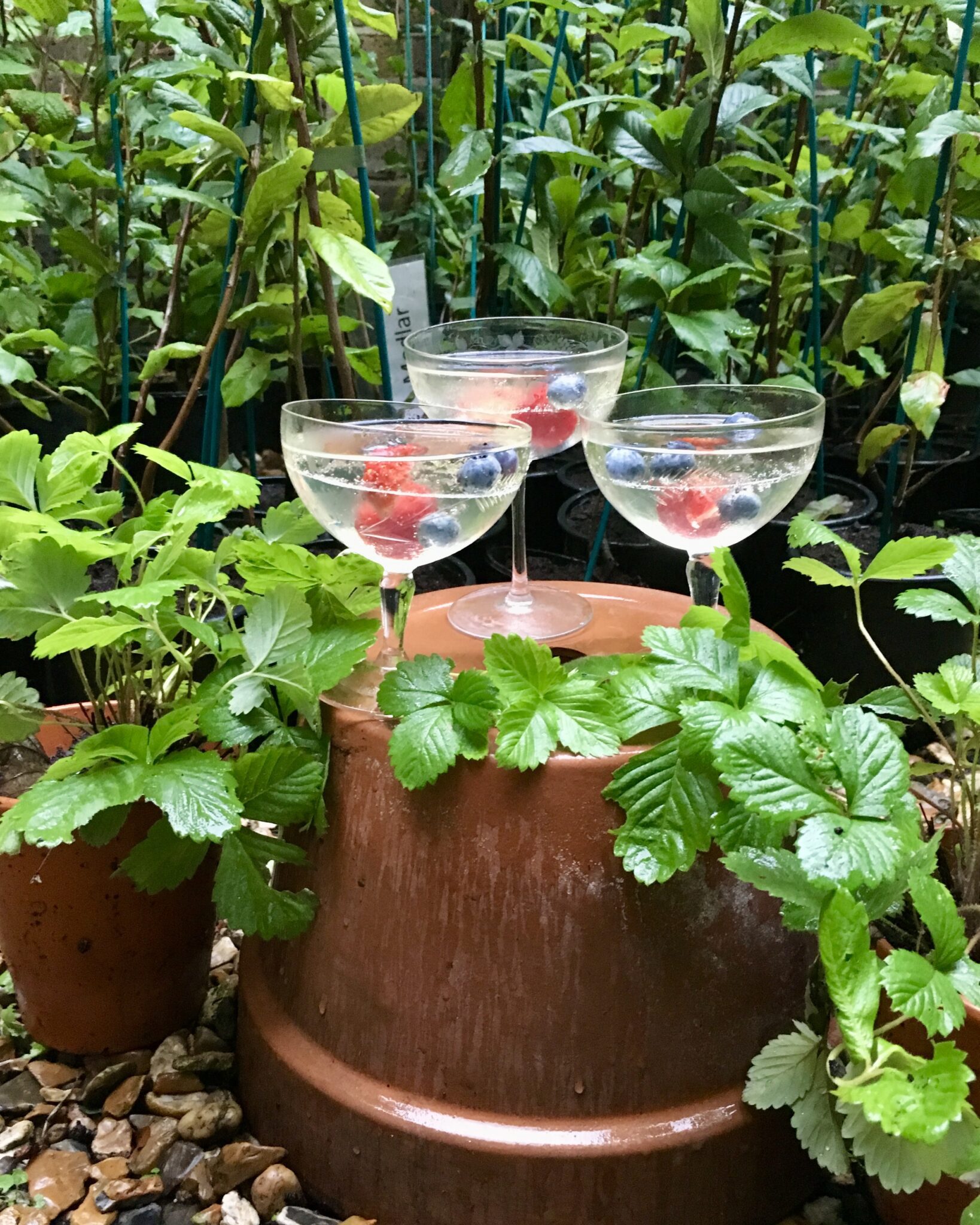 Damson Gin Recipe: A Step-By-Step Guide - The Gluttonous Gardener